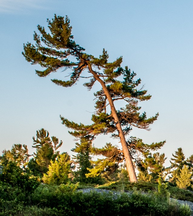 THERESA RICE - Logan's Funeral Home